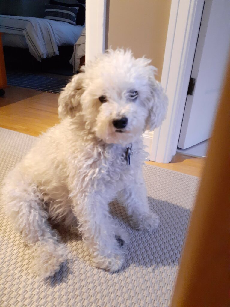 Alfie - Compagnons Éternels