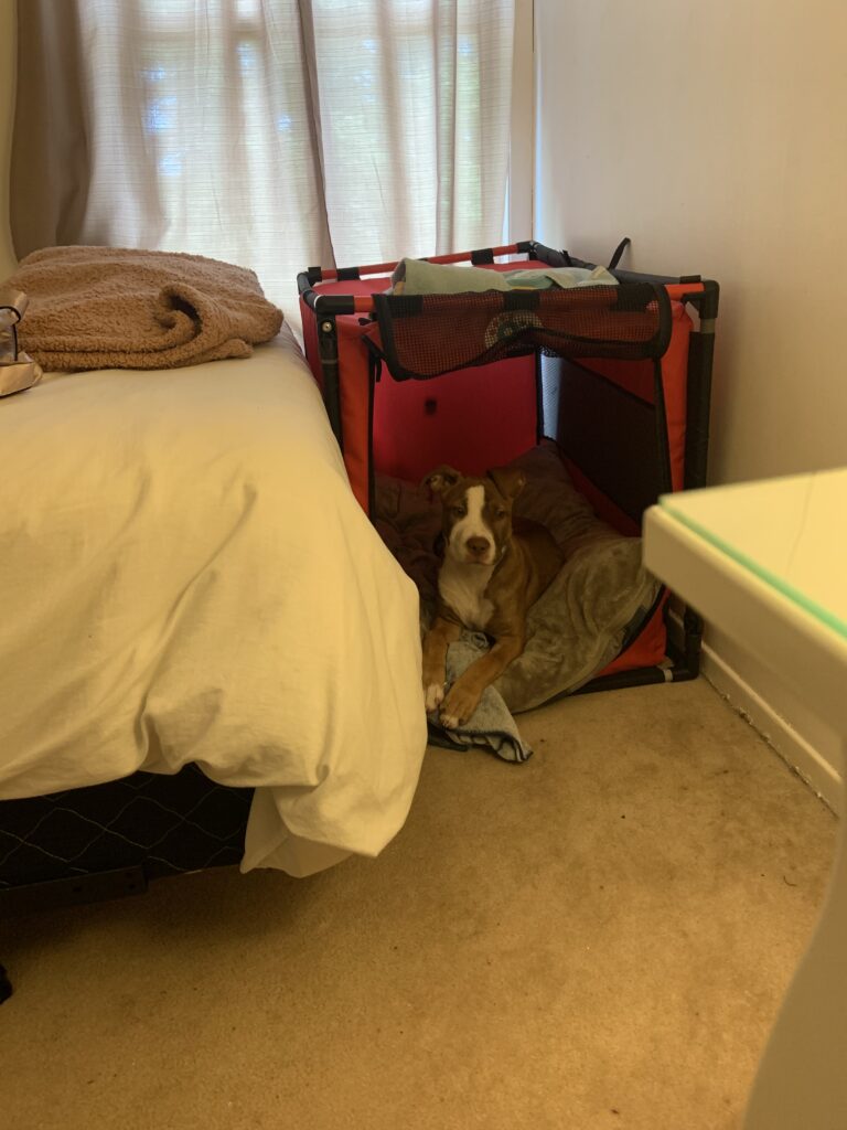 Rico Tesfazghi ♾️ - Compagnons Éternels